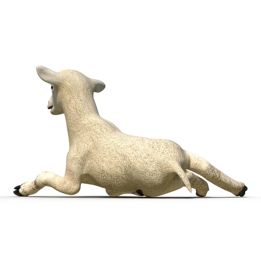 3d lamb pose 4