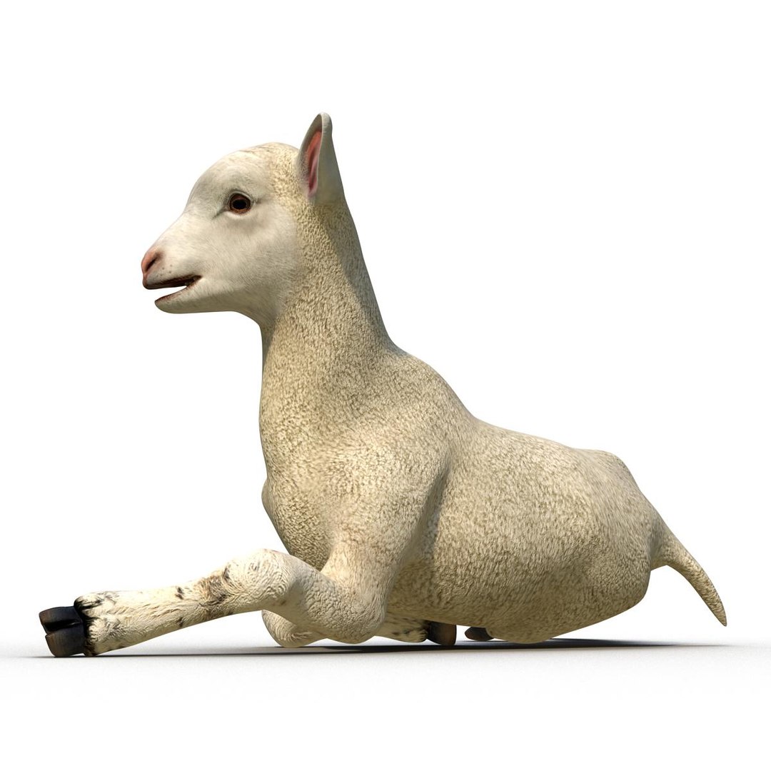 3d lamb pose 4