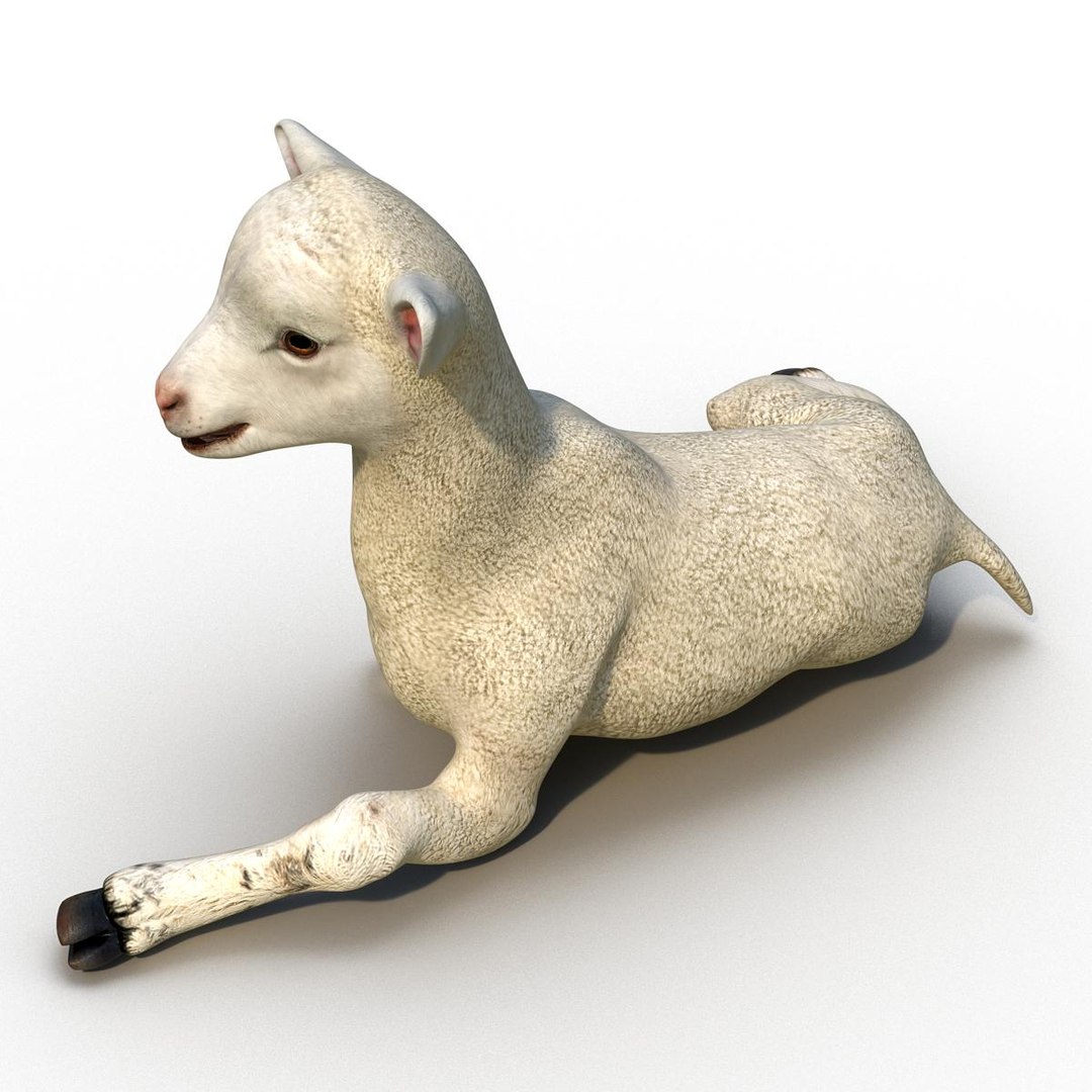 3d lamb pose 4
