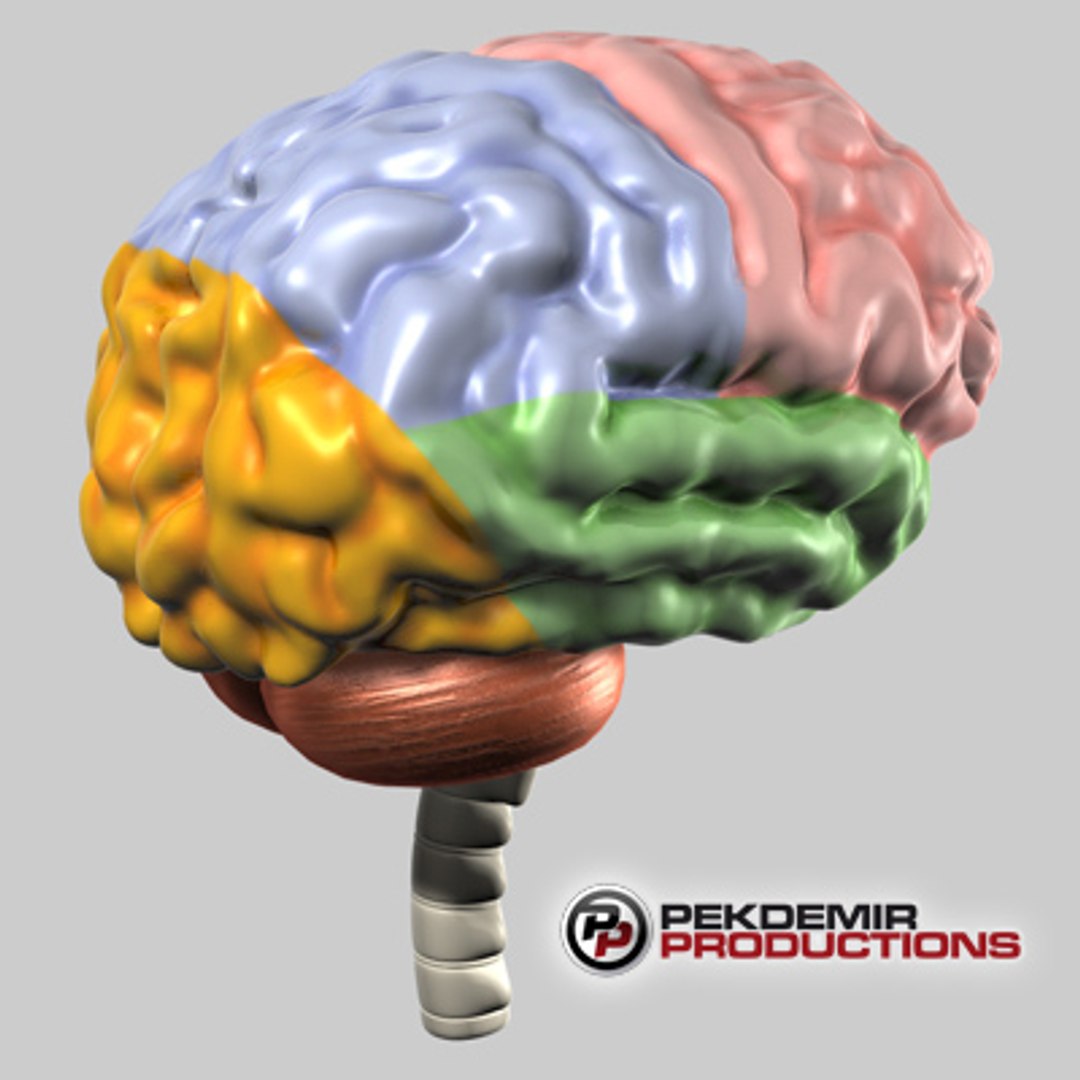 3d Model Human Brain