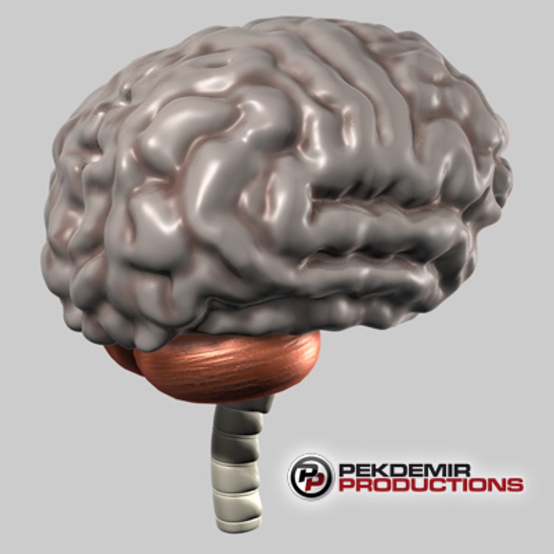3d Model Human Brain