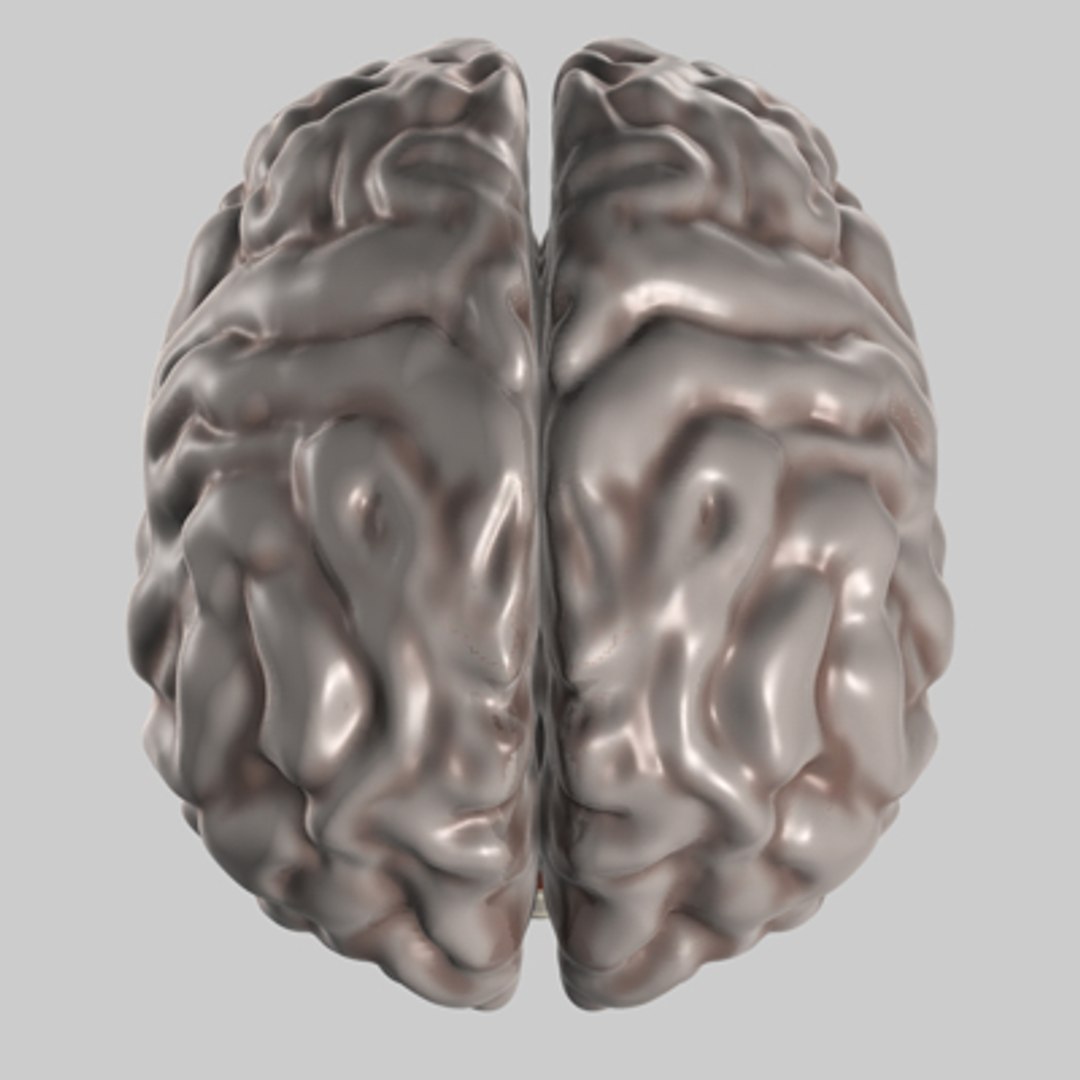 3d Model Human Brain