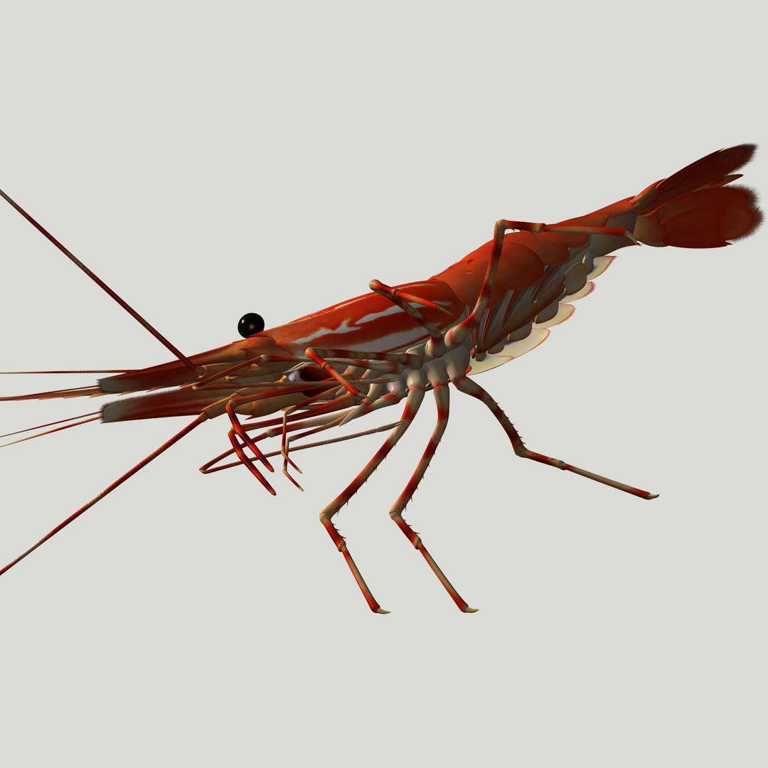 3d Red Spot Prawn