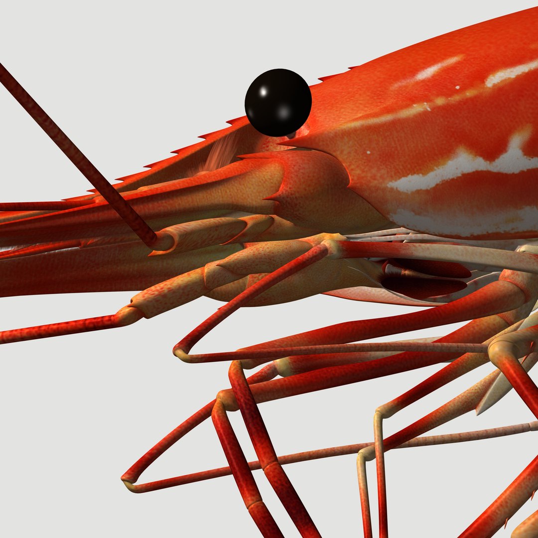 3d Red Spot Prawn