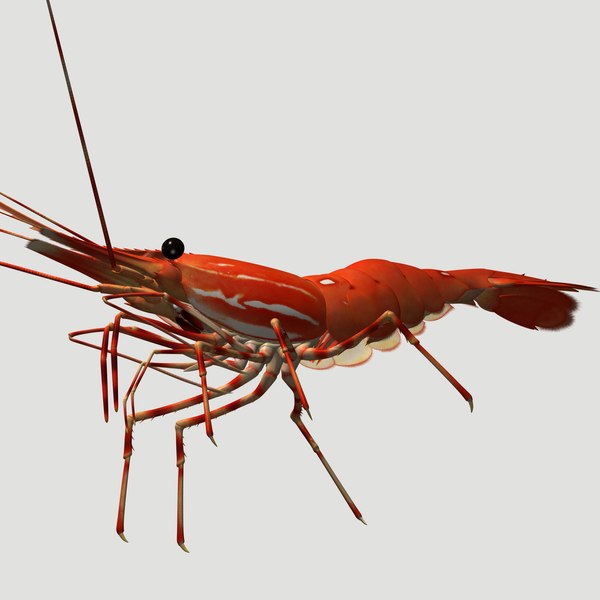 3d red spot prawn