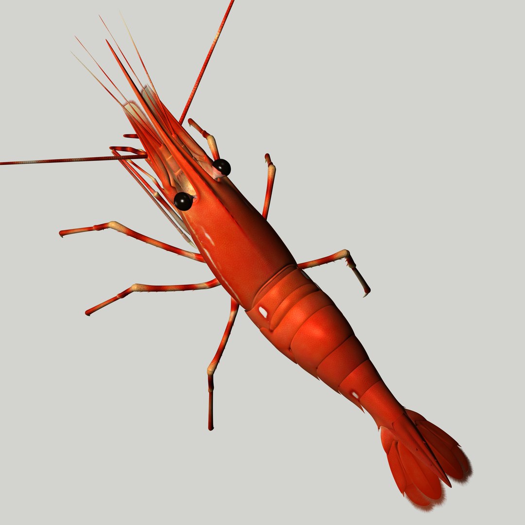 3d Red Spot Prawn