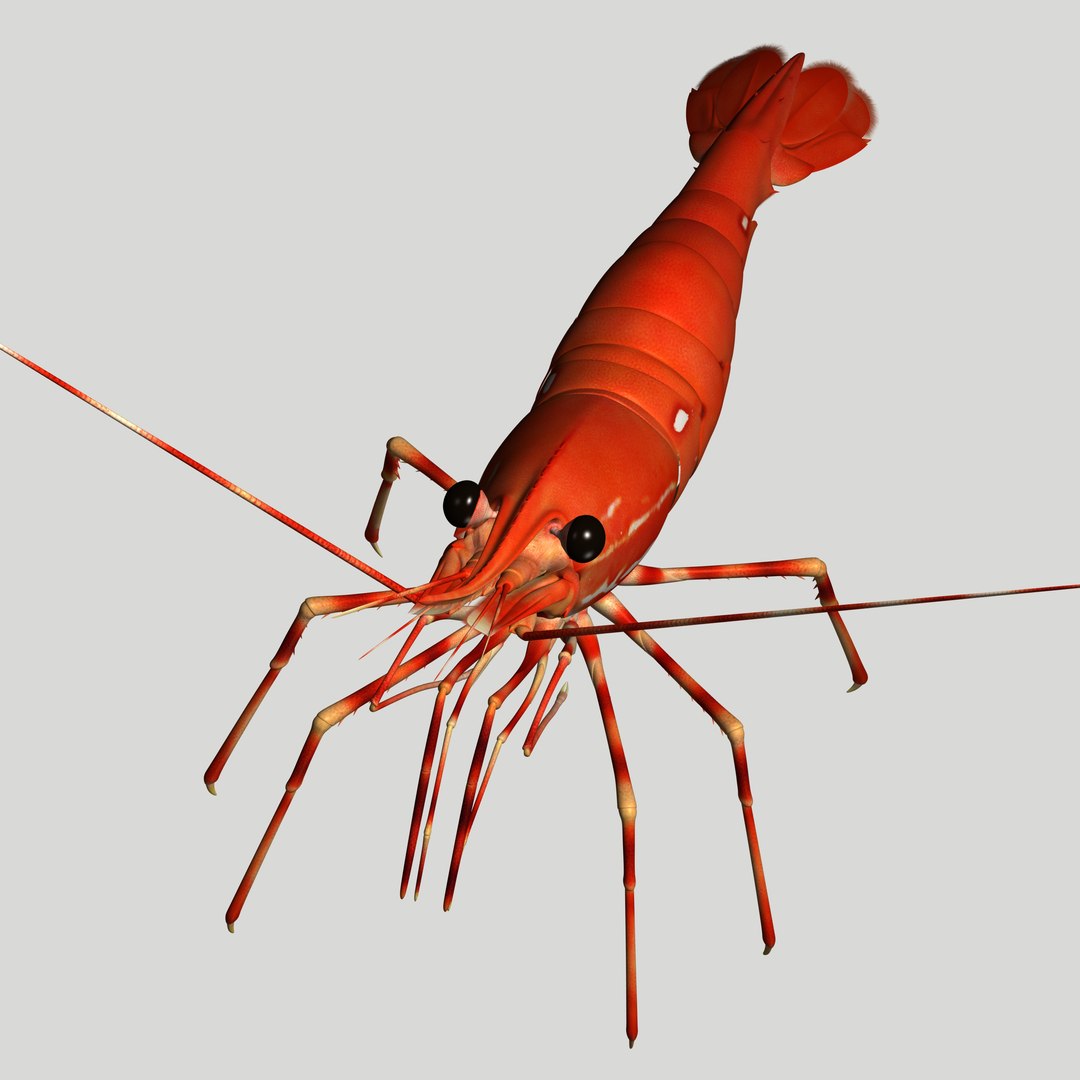 3d Red Spot Prawn