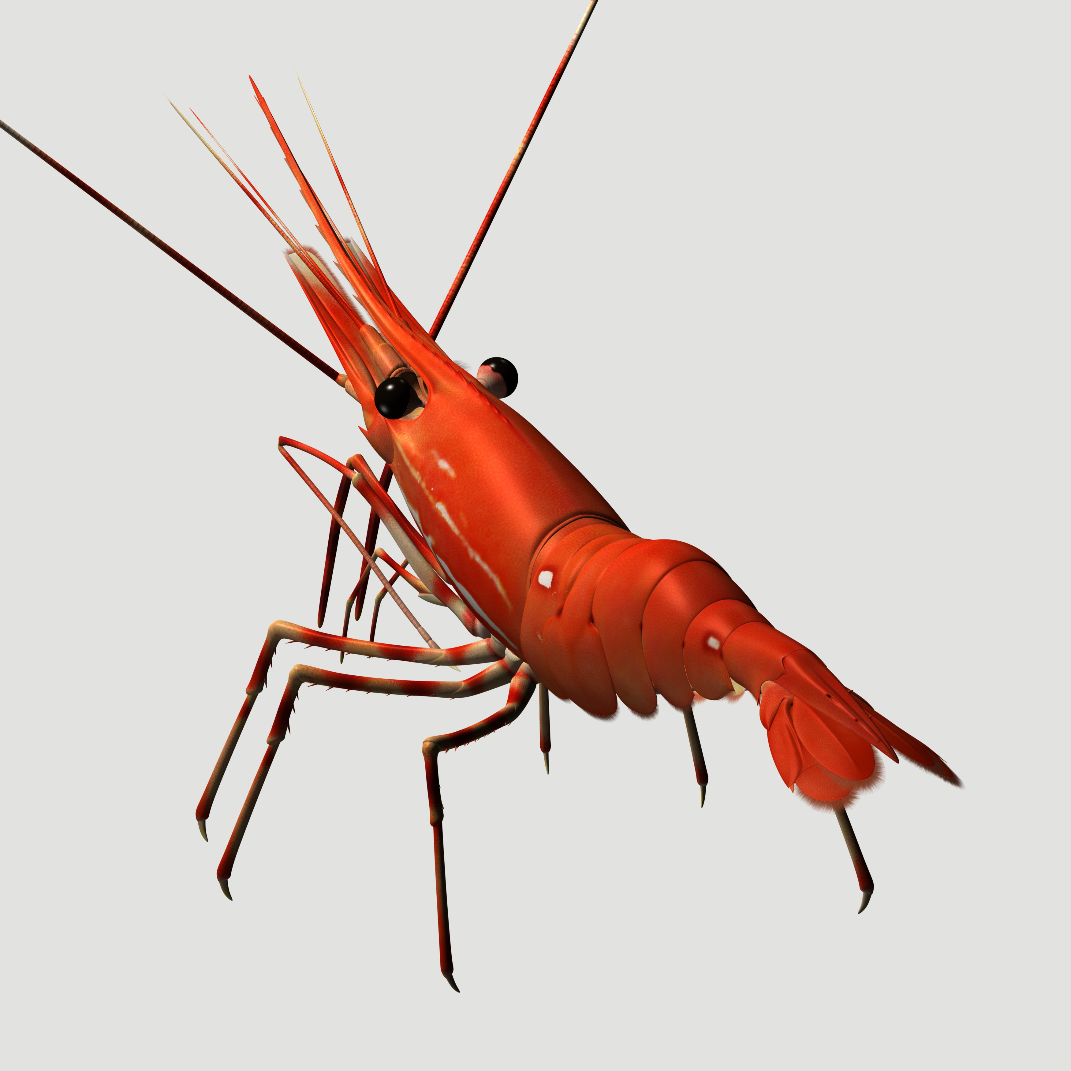 3d red spot prawn