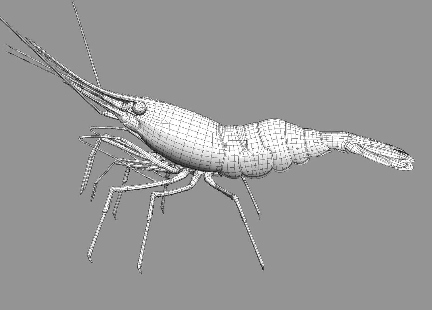3d red spot prawn