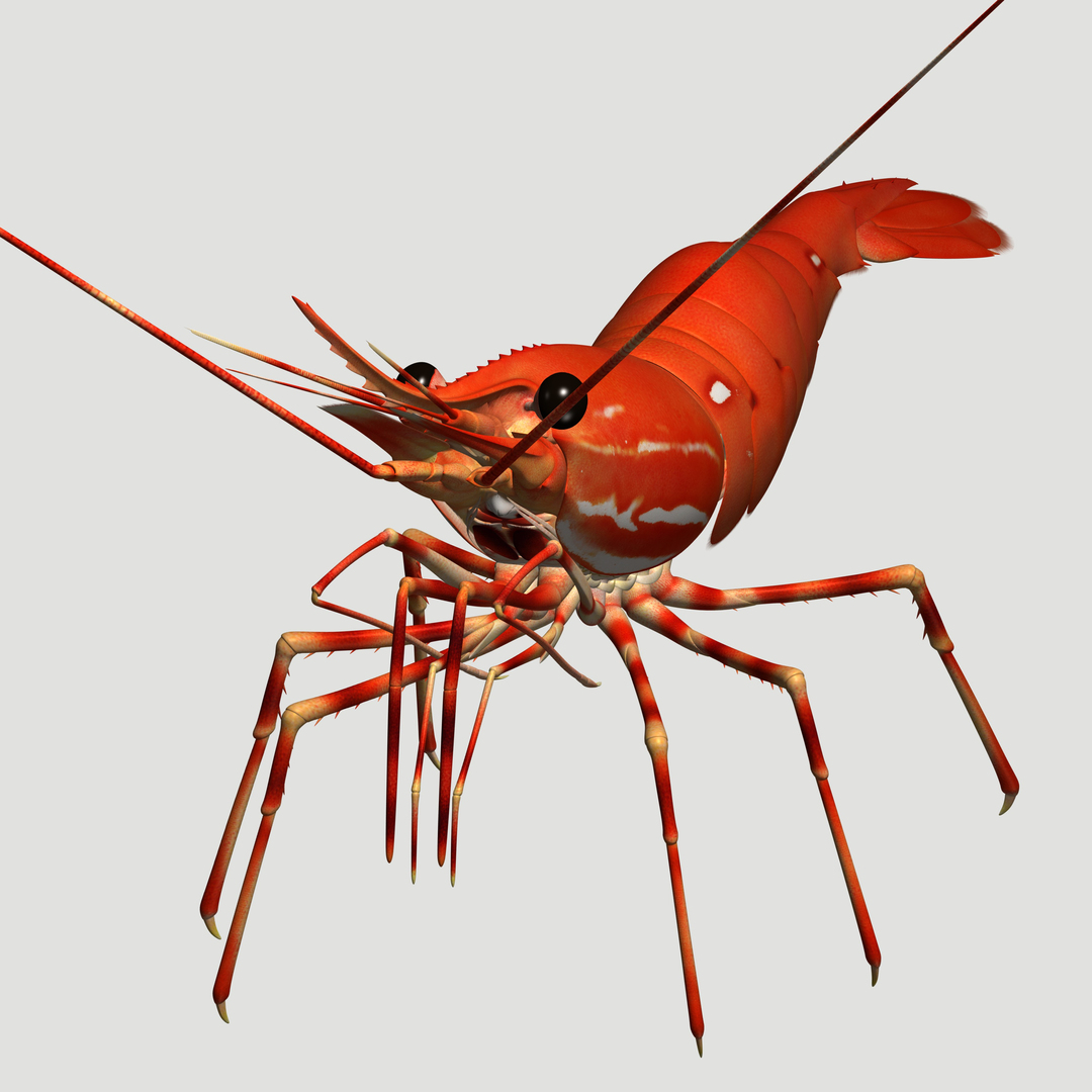 3d red spot prawn