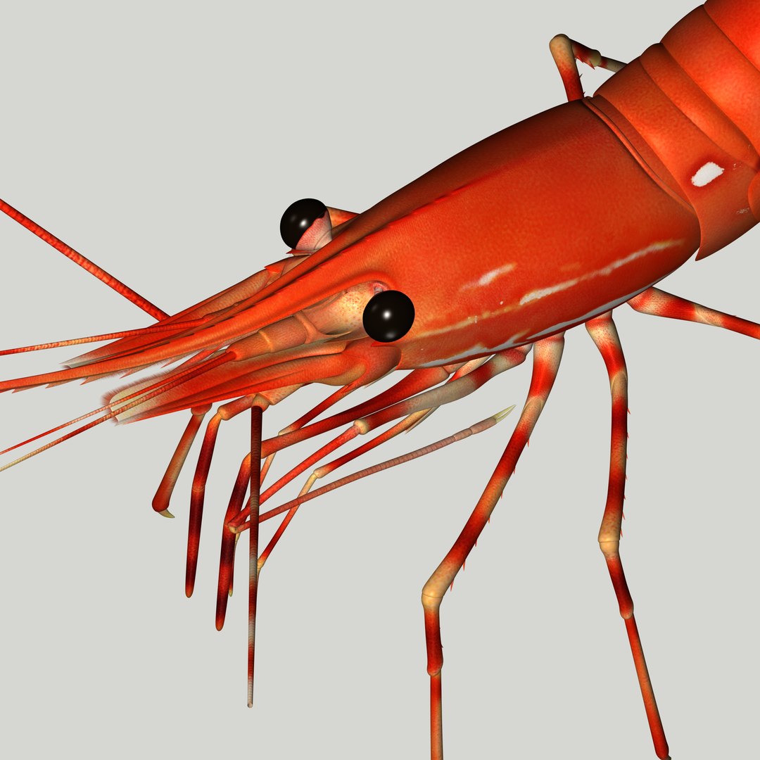 3d Red Spot Prawn