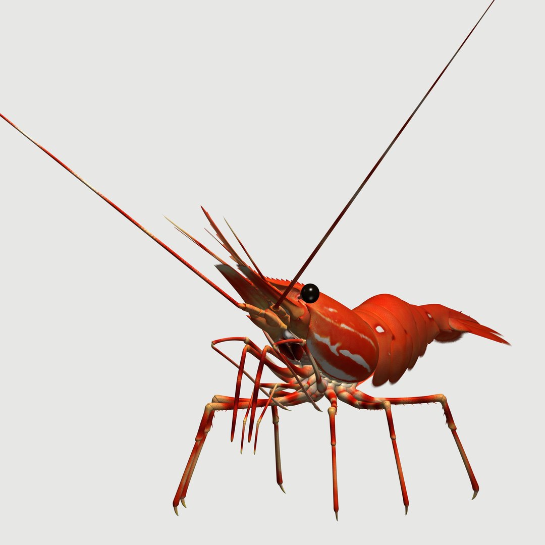 3d Red Spot Prawn