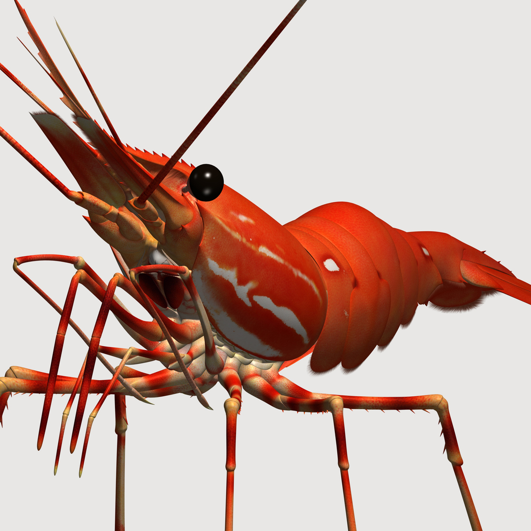 3d red spot prawn