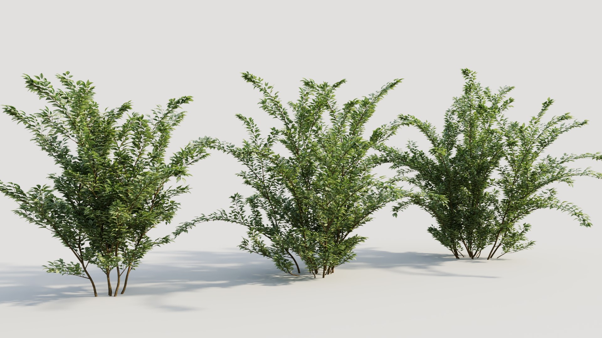 Cotoneaster Francheti A 3D Model - TurboSquid 2192955
