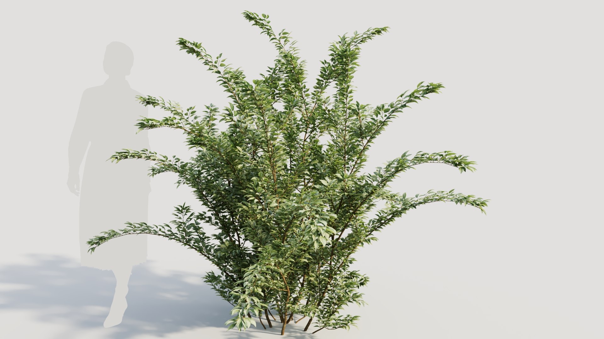 Cotoneaster Francheti A 3D Model - TurboSquid 2192955