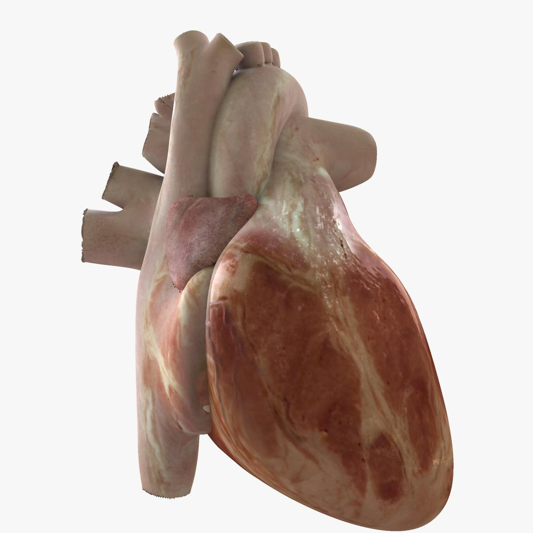 Obj Rigged Human Heart