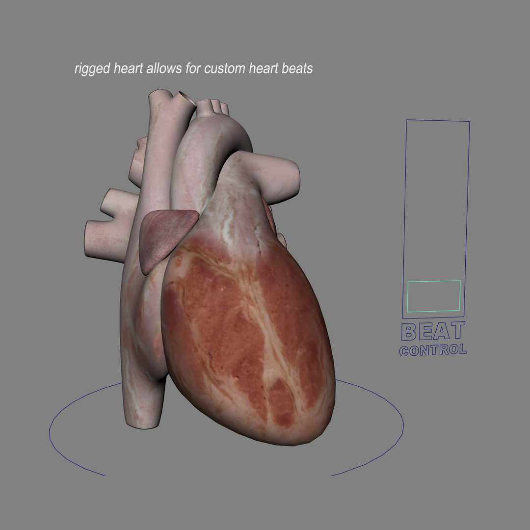 Obj Rigged Human Heart