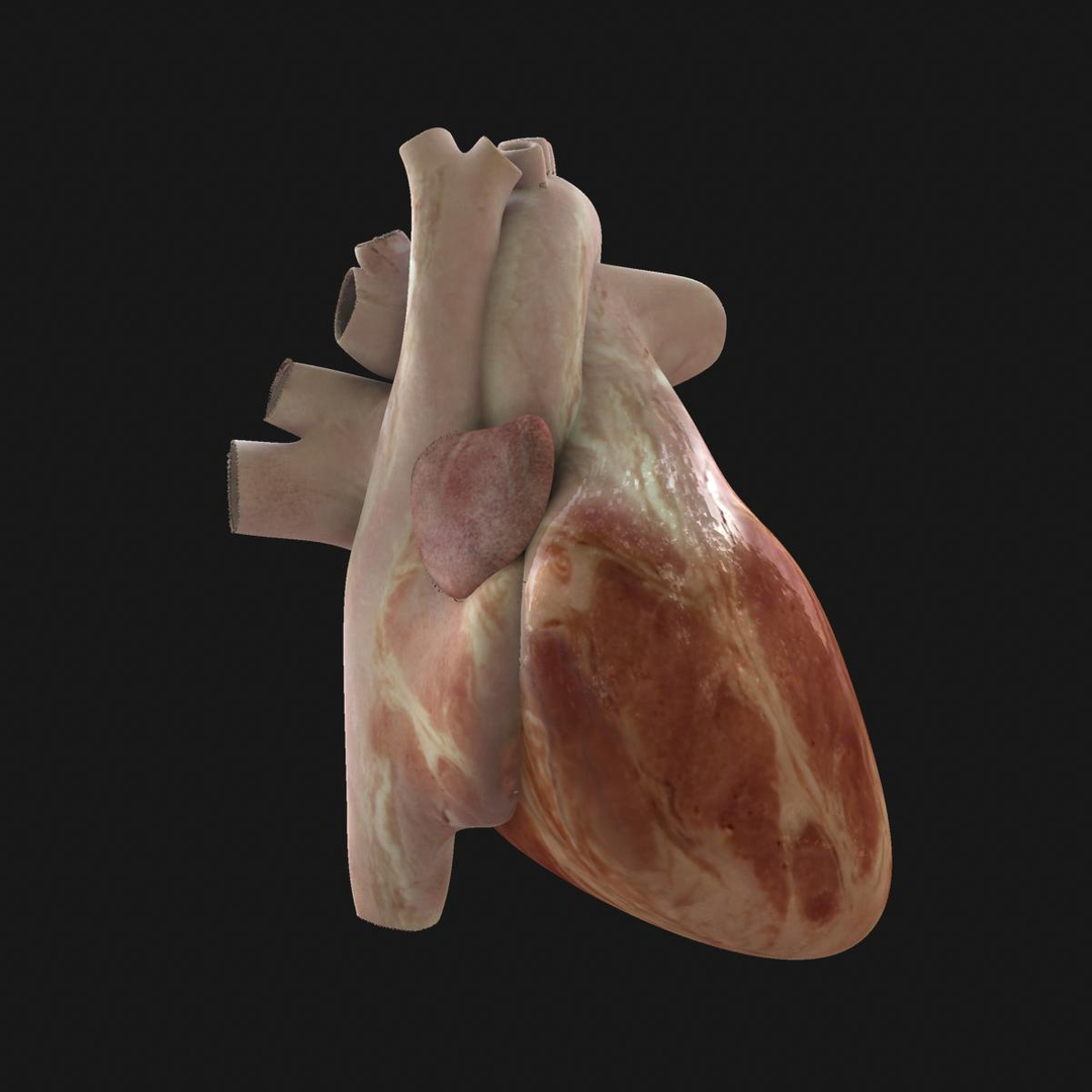 Obj Rigged Human Heart