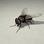 3d Obj Housefly Fly