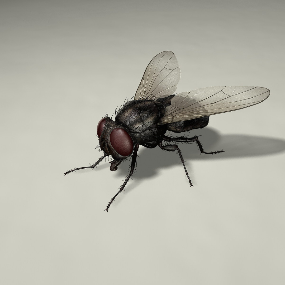 3d Obj Housefly Fly