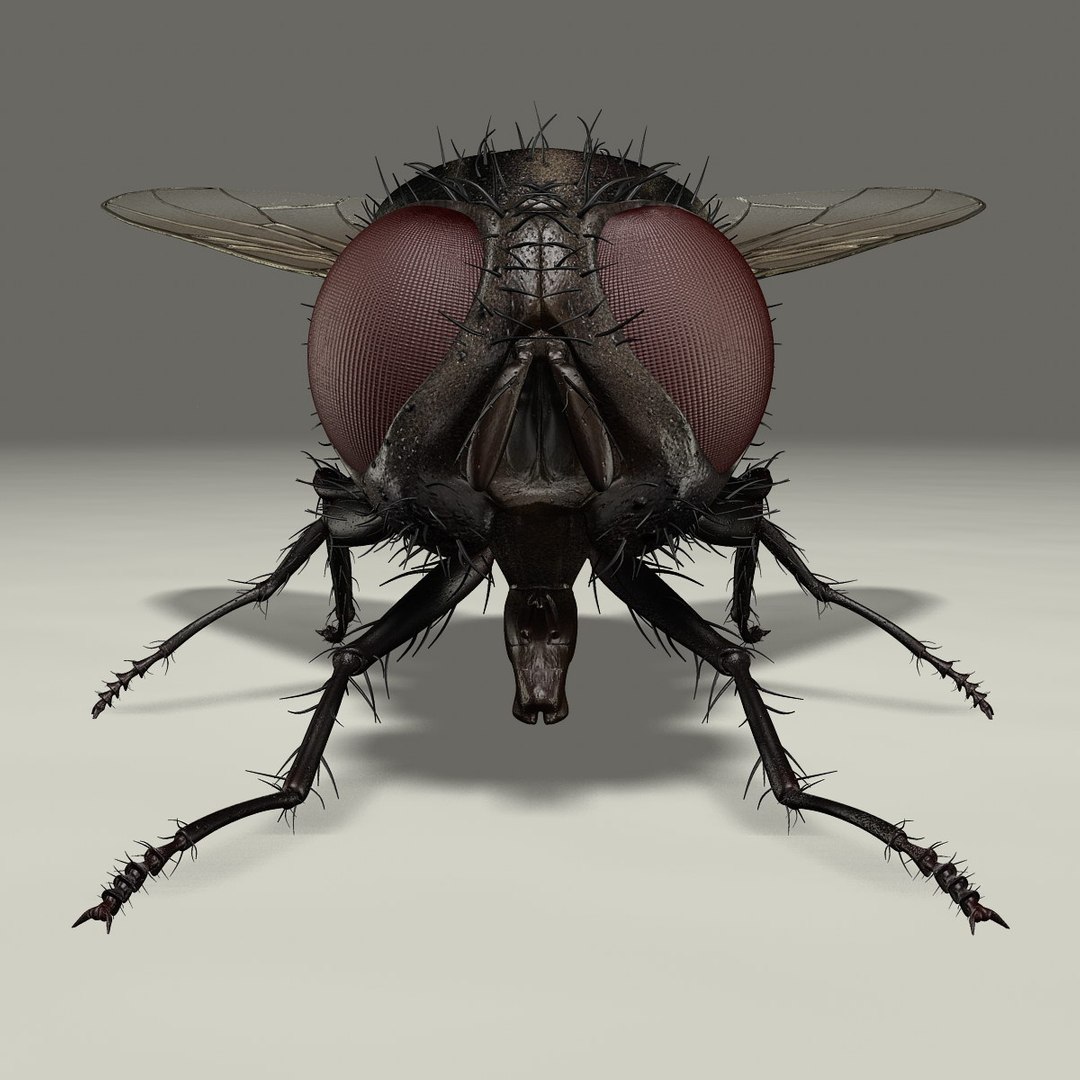 3d Obj Housefly Fly