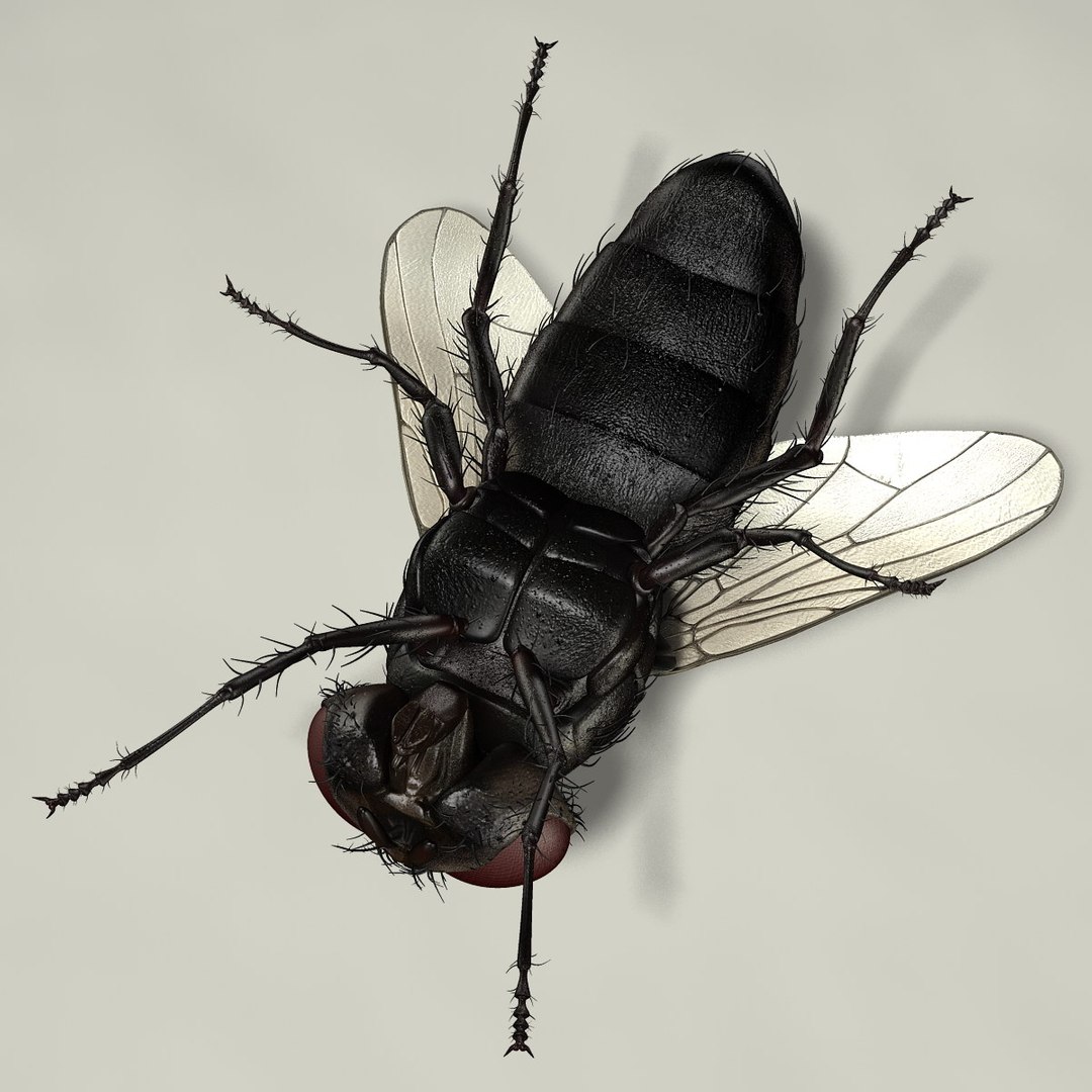 3d Obj Housefly Fly