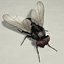 3d Obj Housefly Fly