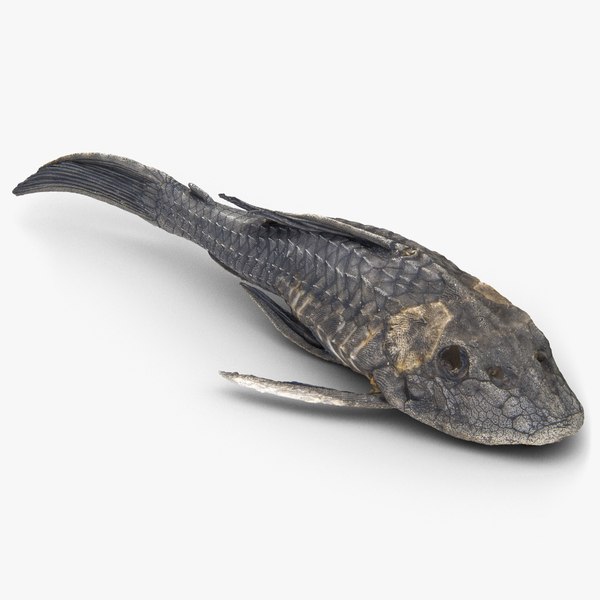 Culinary Fish 3D Models for Download | TurboSquid