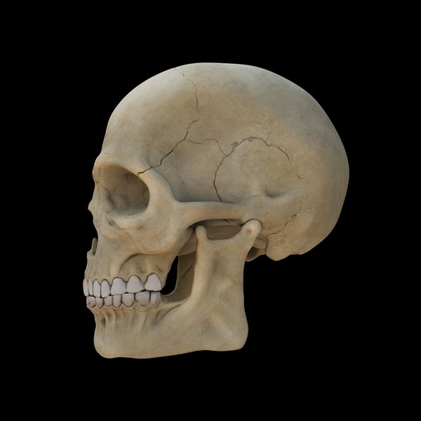 3d human skull