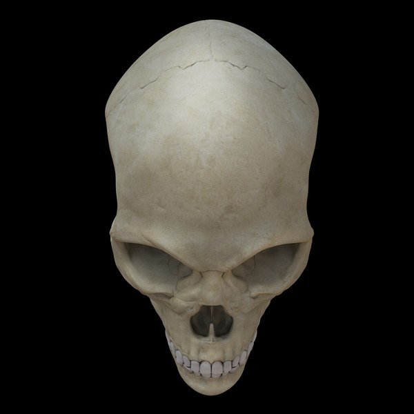 3d human skull