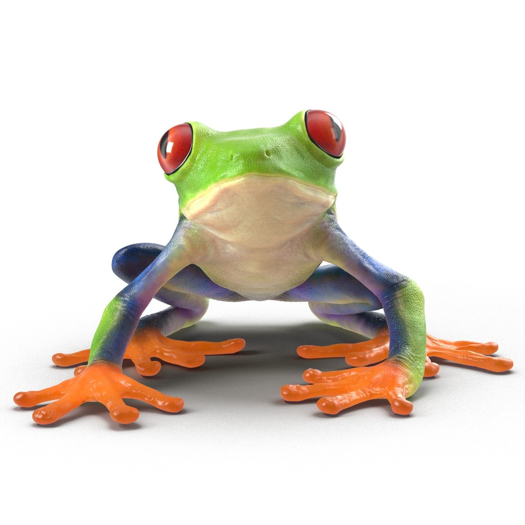3d Red Eyed Tree Frog Model