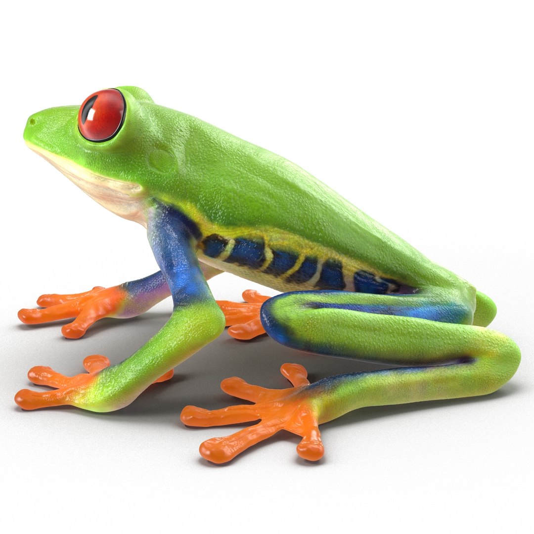 3d Red Eyed Tree Frog Model