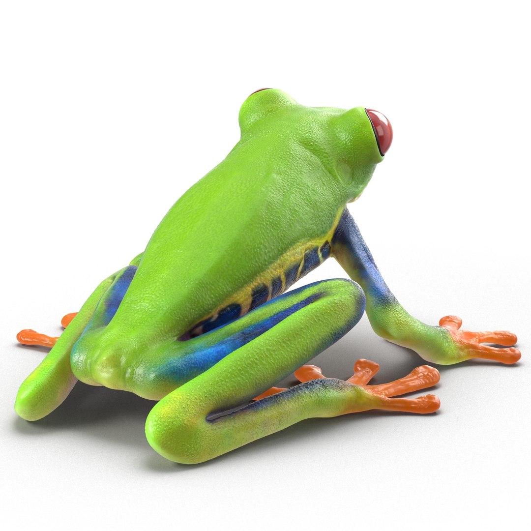 3d Red Eyed Tree Frog Model