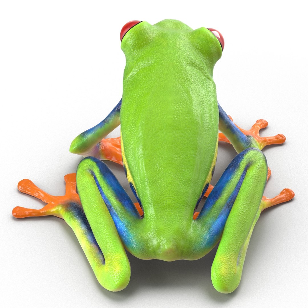 3d Red Eyed Tree Frog Model