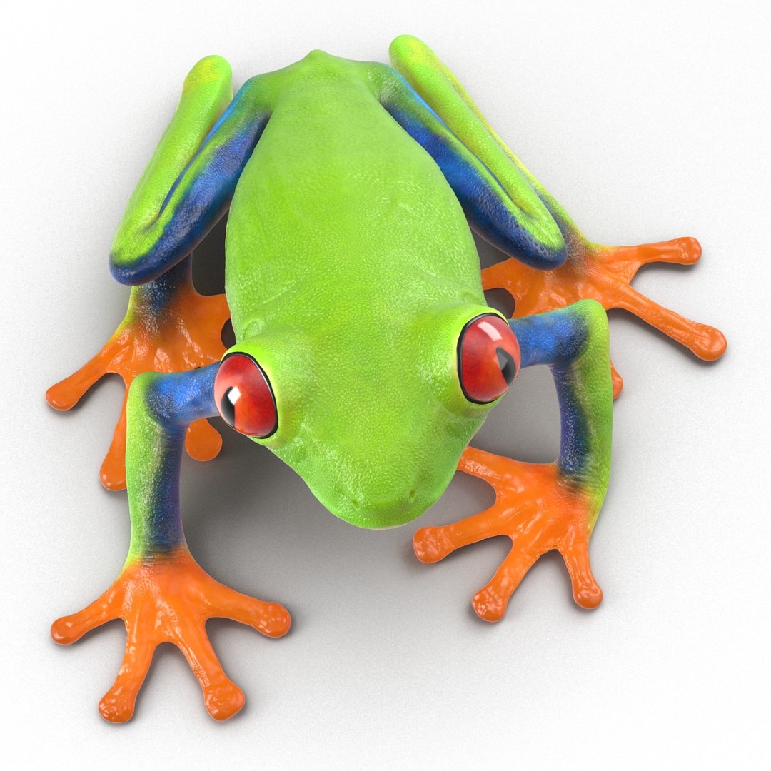3d Red Eyed Tree Frog Model