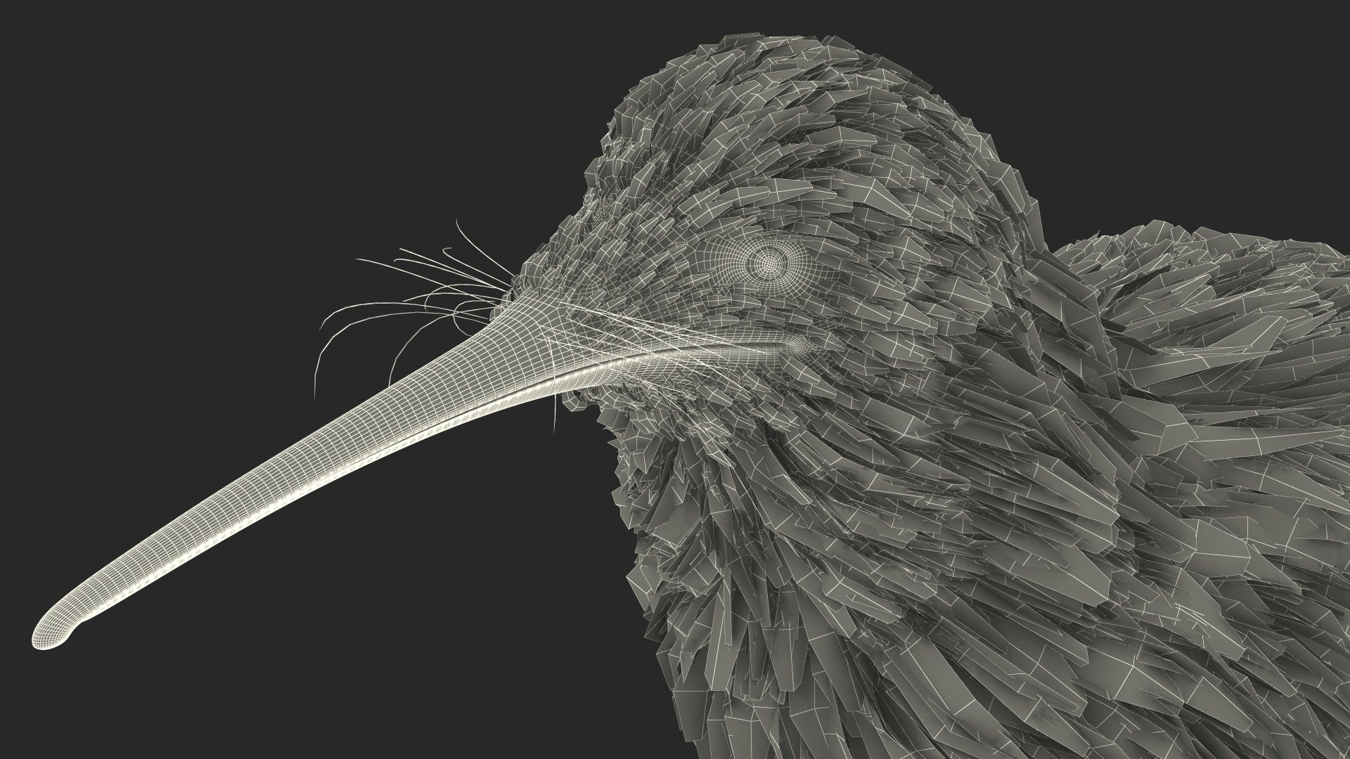 3D Model Kiwi Bird - TurboSquid 2104638