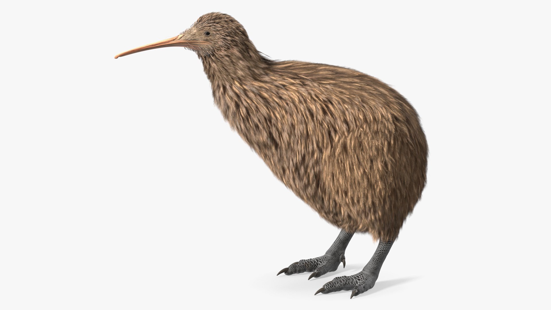 3D Model Kiwi Bird - TurboSquid 2104638