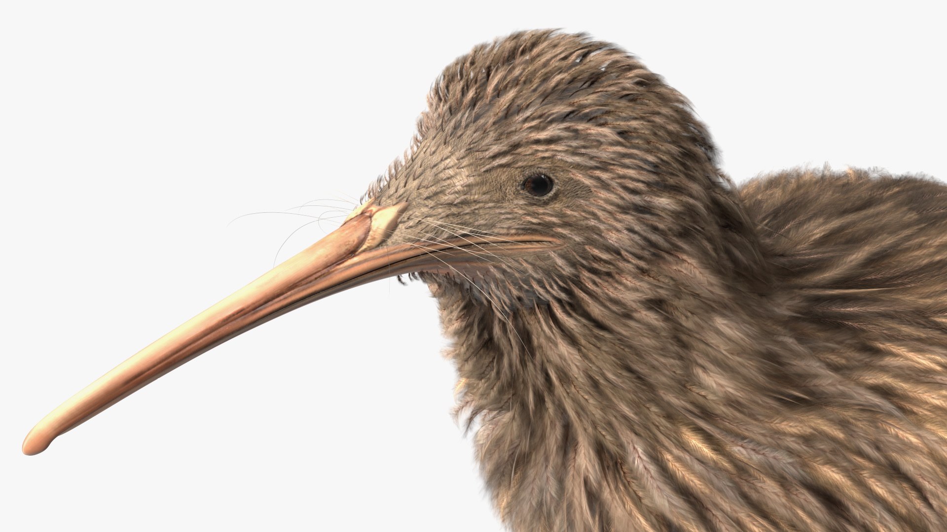 3D Model Kiwi Bird - TurboSquid 2104638