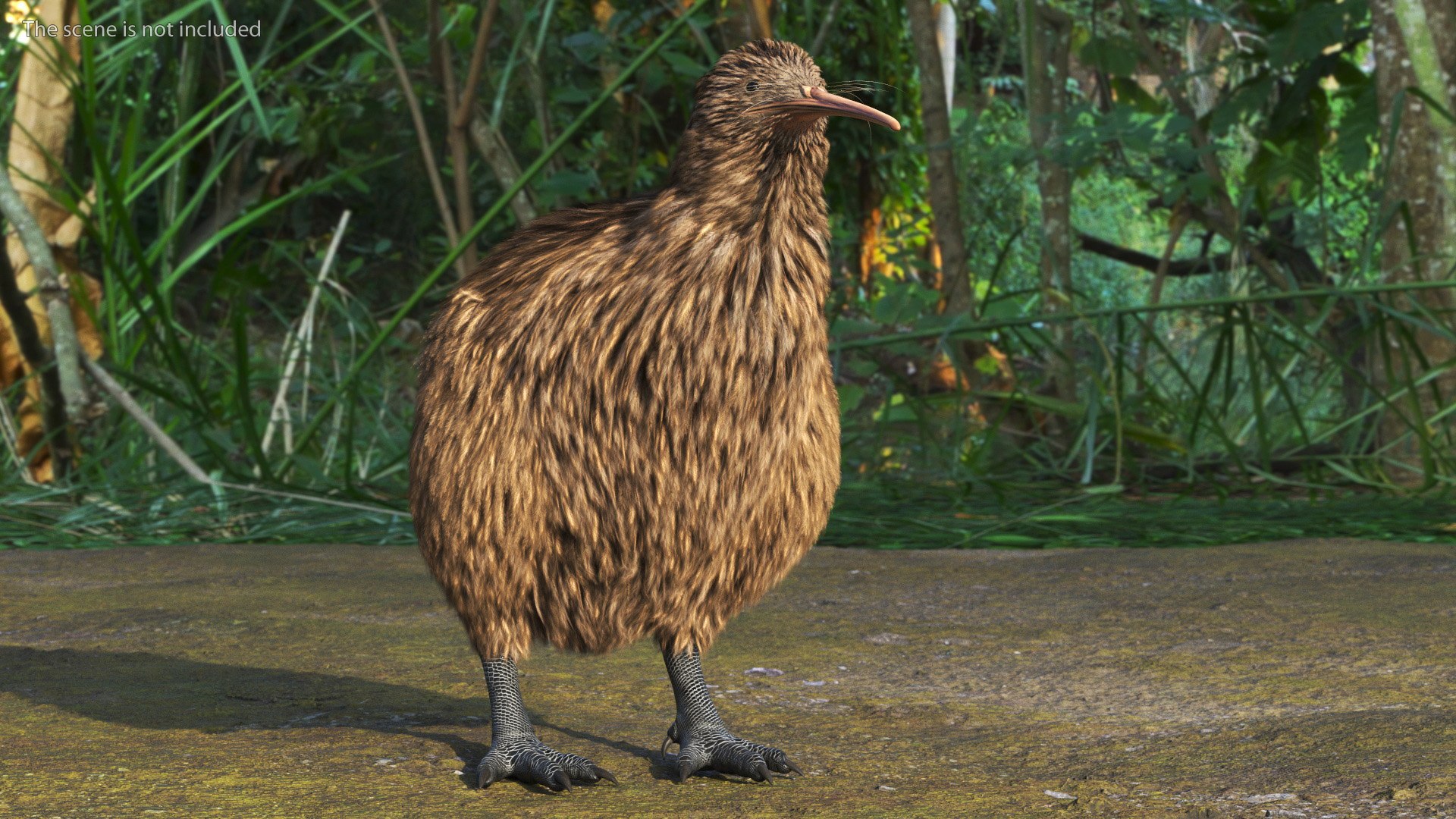 3D Model Kiwi Bird - TurboSquid 2104638