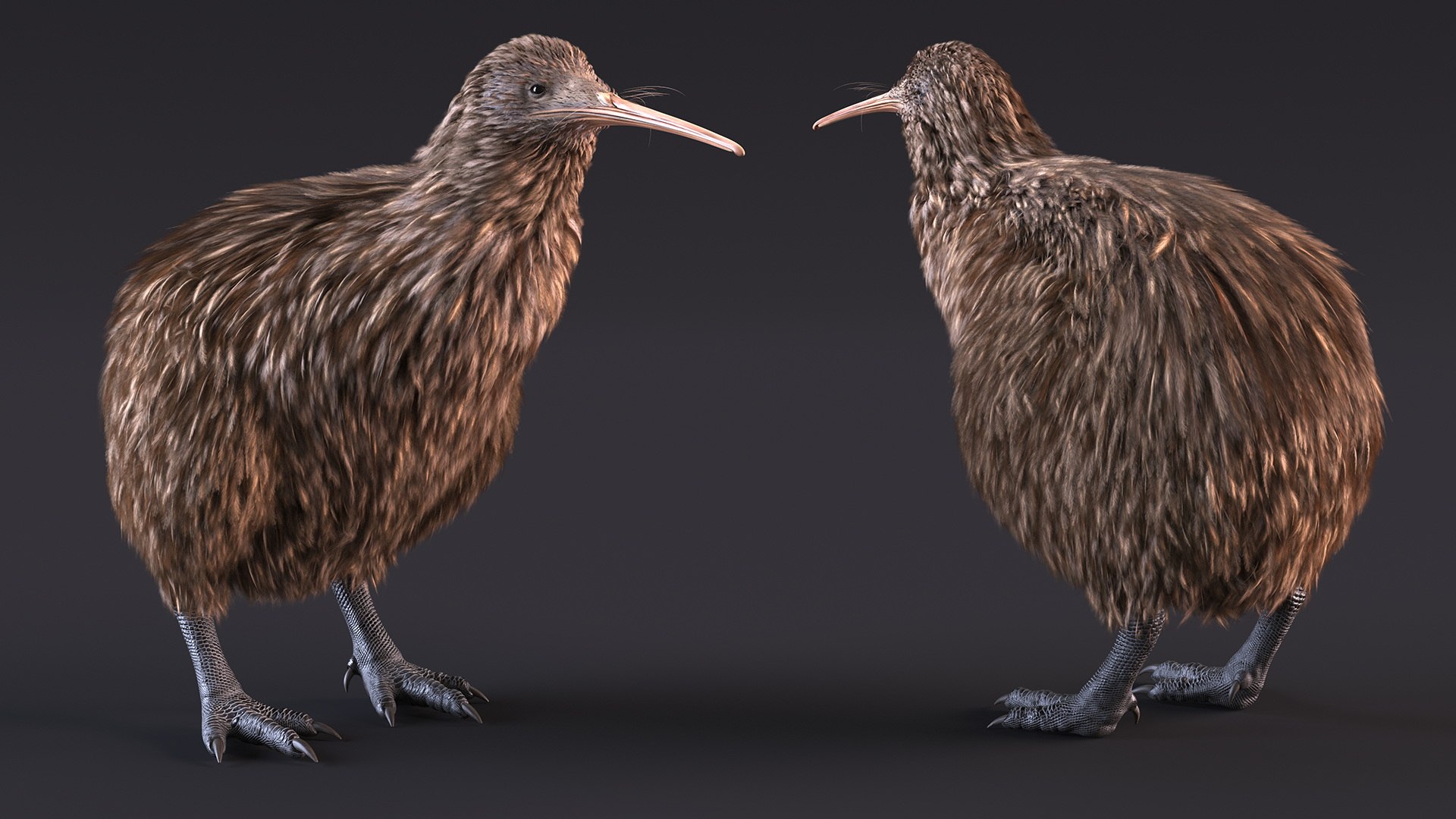 3D Model Kiwi Bird - TurboSquid 2104638