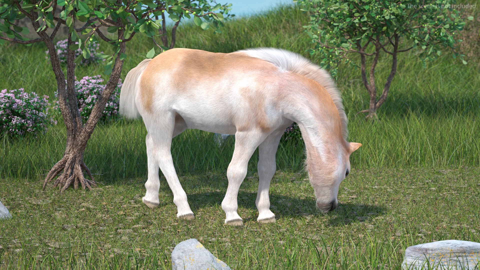 3D Model Shetland Pony In Grazing Pose Fur - TurboSquid 2236576
