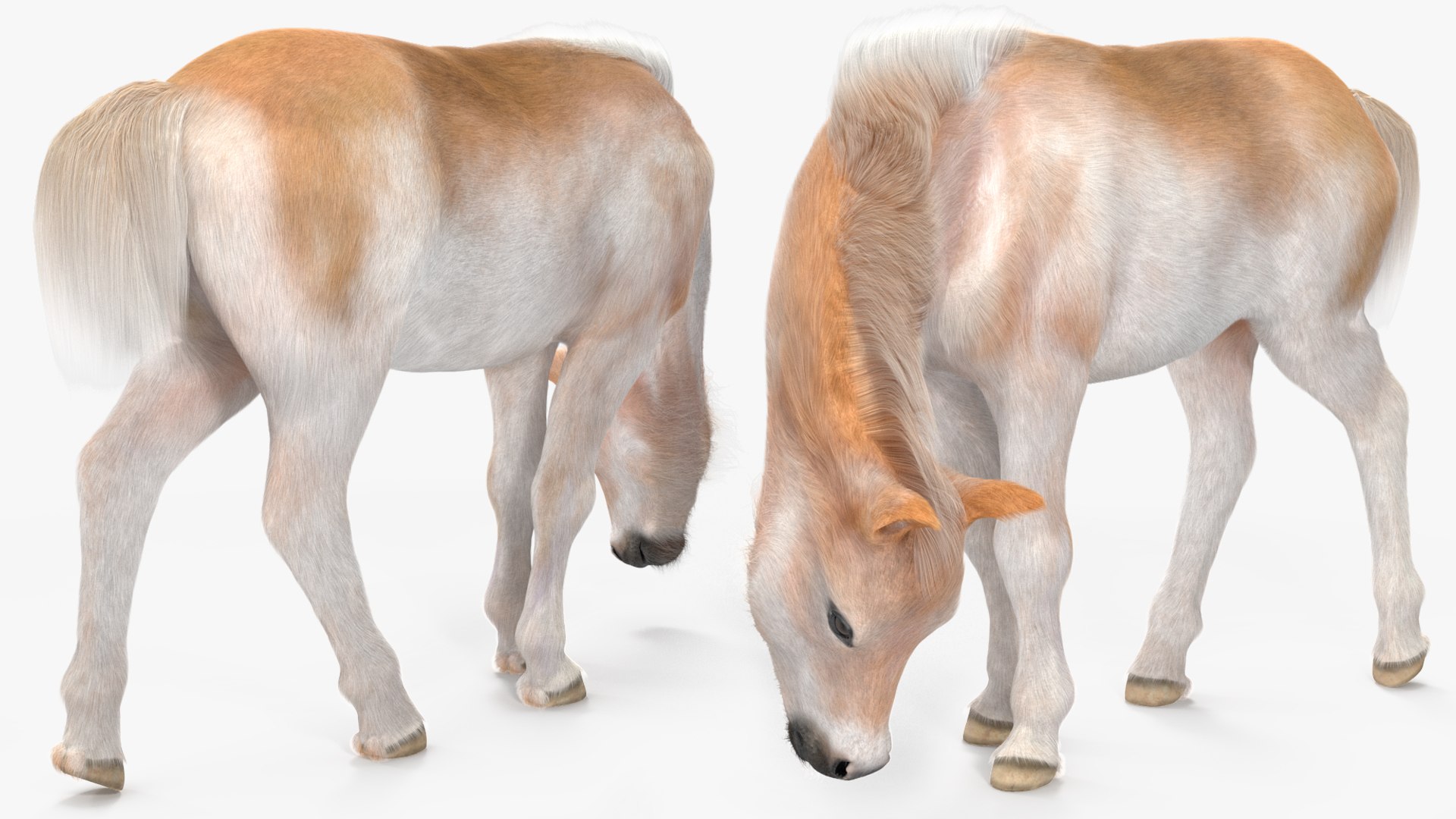 3D Model Shetland Pony In Grazing Pose Fur - TurboSquid 2236576