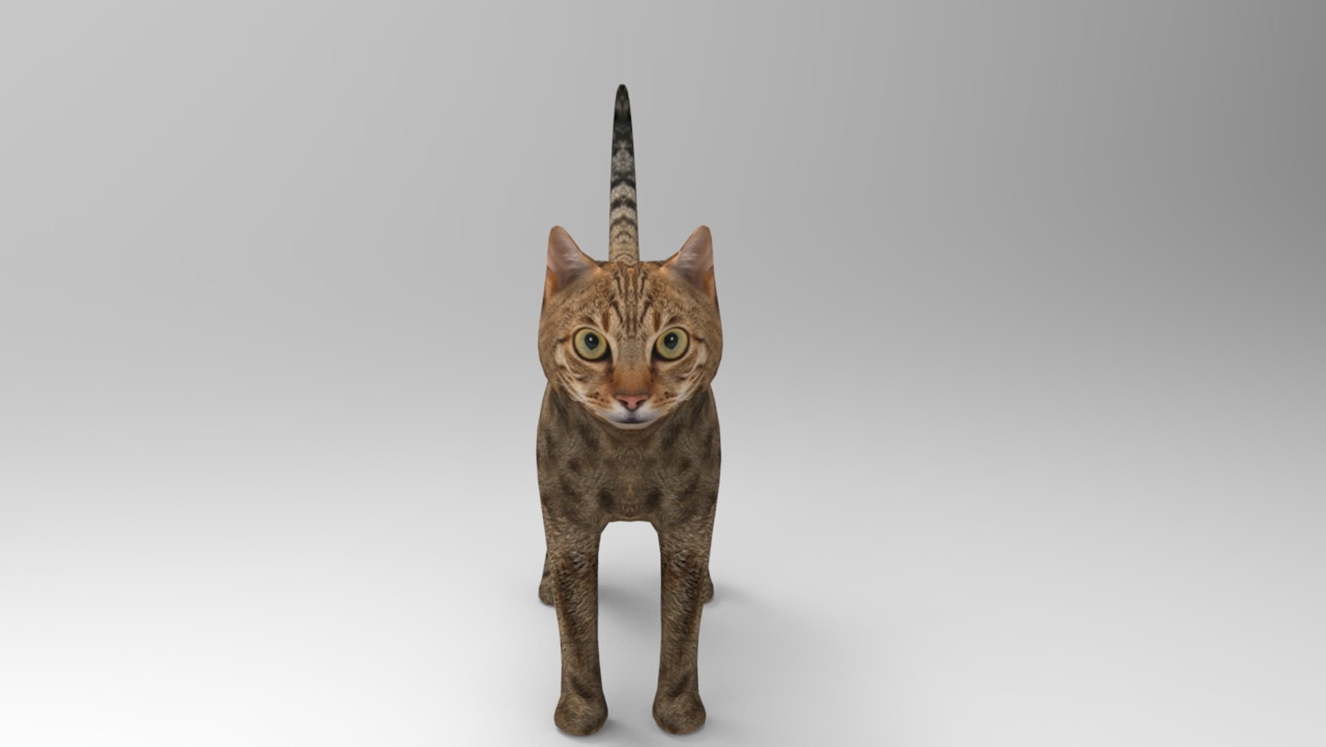 Cat rigged 3D model | 1142686 | TurboSquid