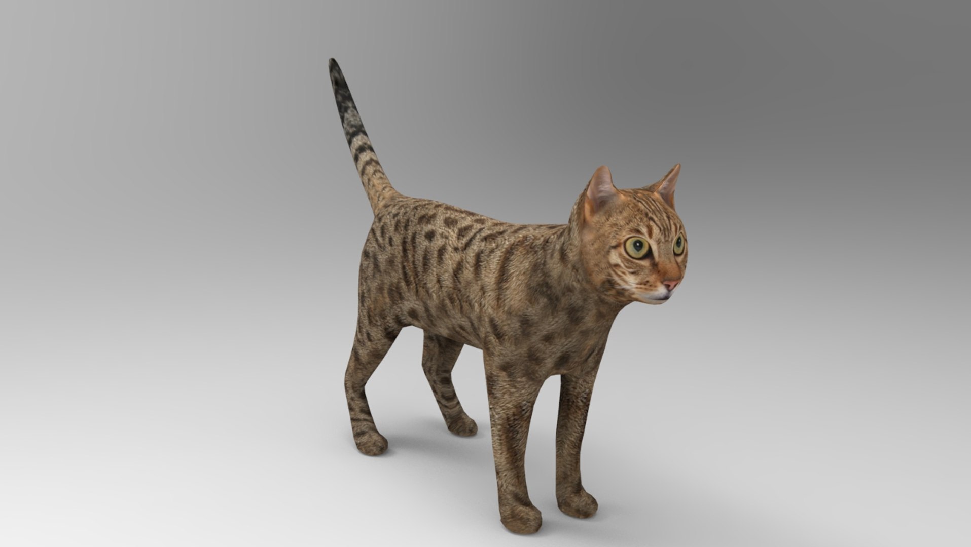 Cat rigged 3D model | 1142686 | TurboSquid