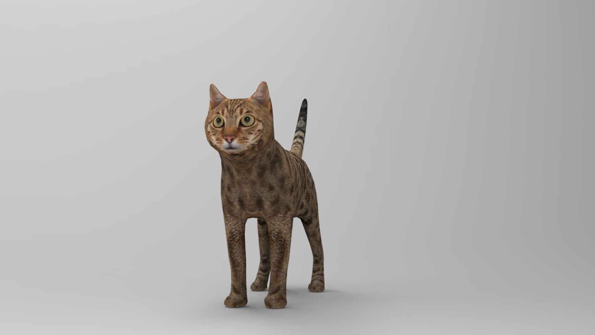 Cat rigged 3D model | 1142686 | TurboSquid