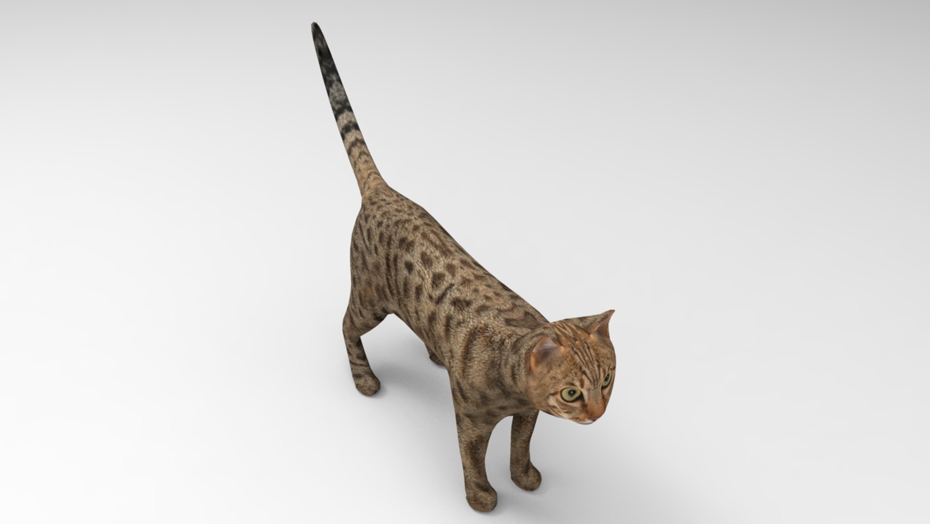 Cat rigged 3D model | 1142686 | TurboSquid