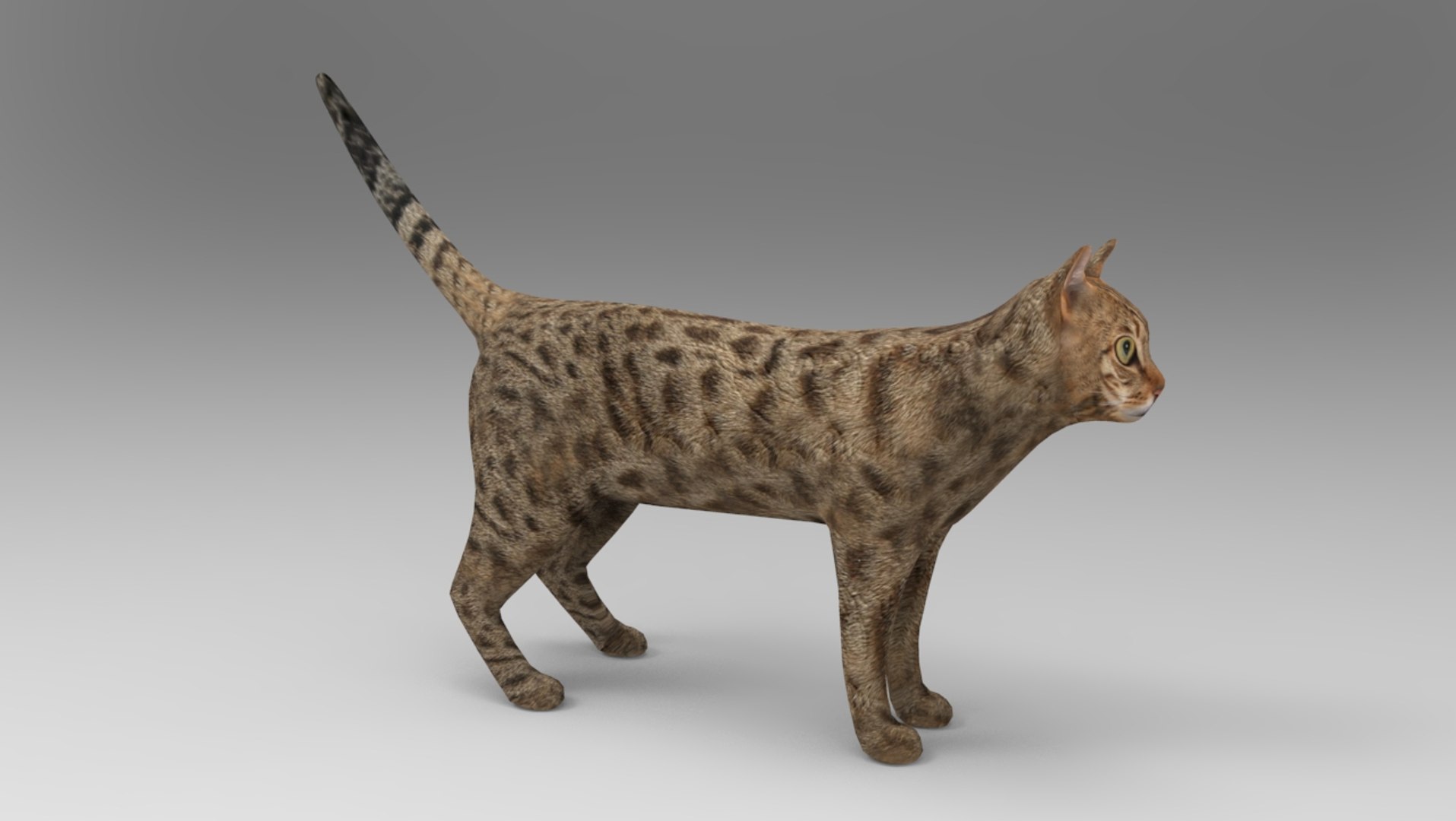 Cat rigged 3D model | 1142686 | TurboSquid