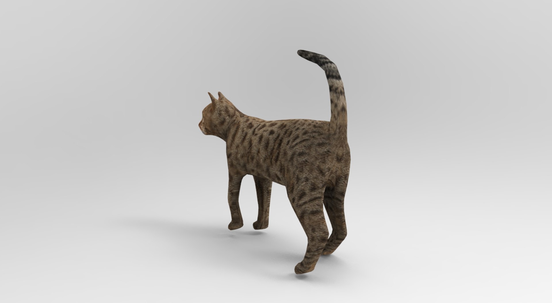 Cat rigged 3D model | 1142686 | TurboSquid