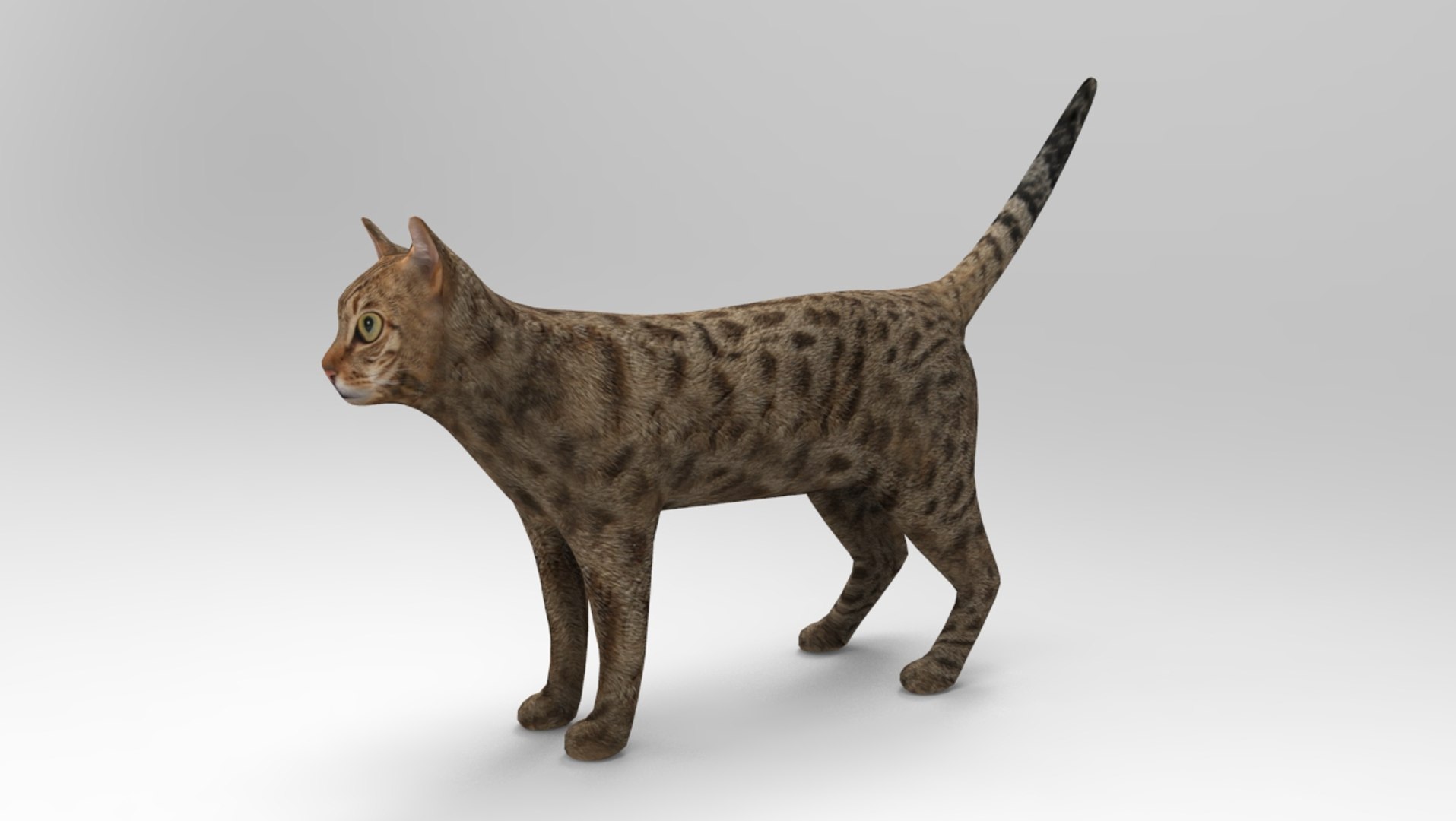 Cat rigged 3D model | 1142686 | TurboSquid