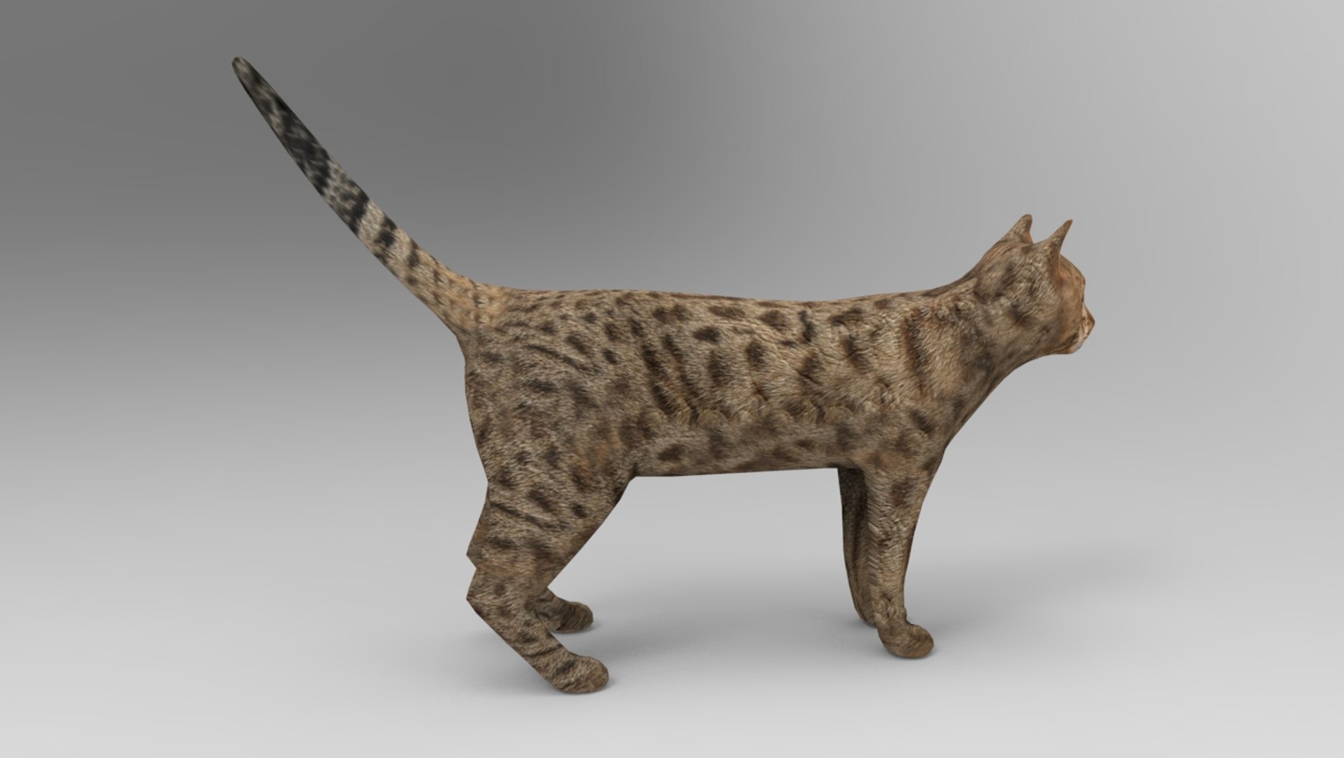 Cat rigged 3D model | 1142686 | TurboSquid
